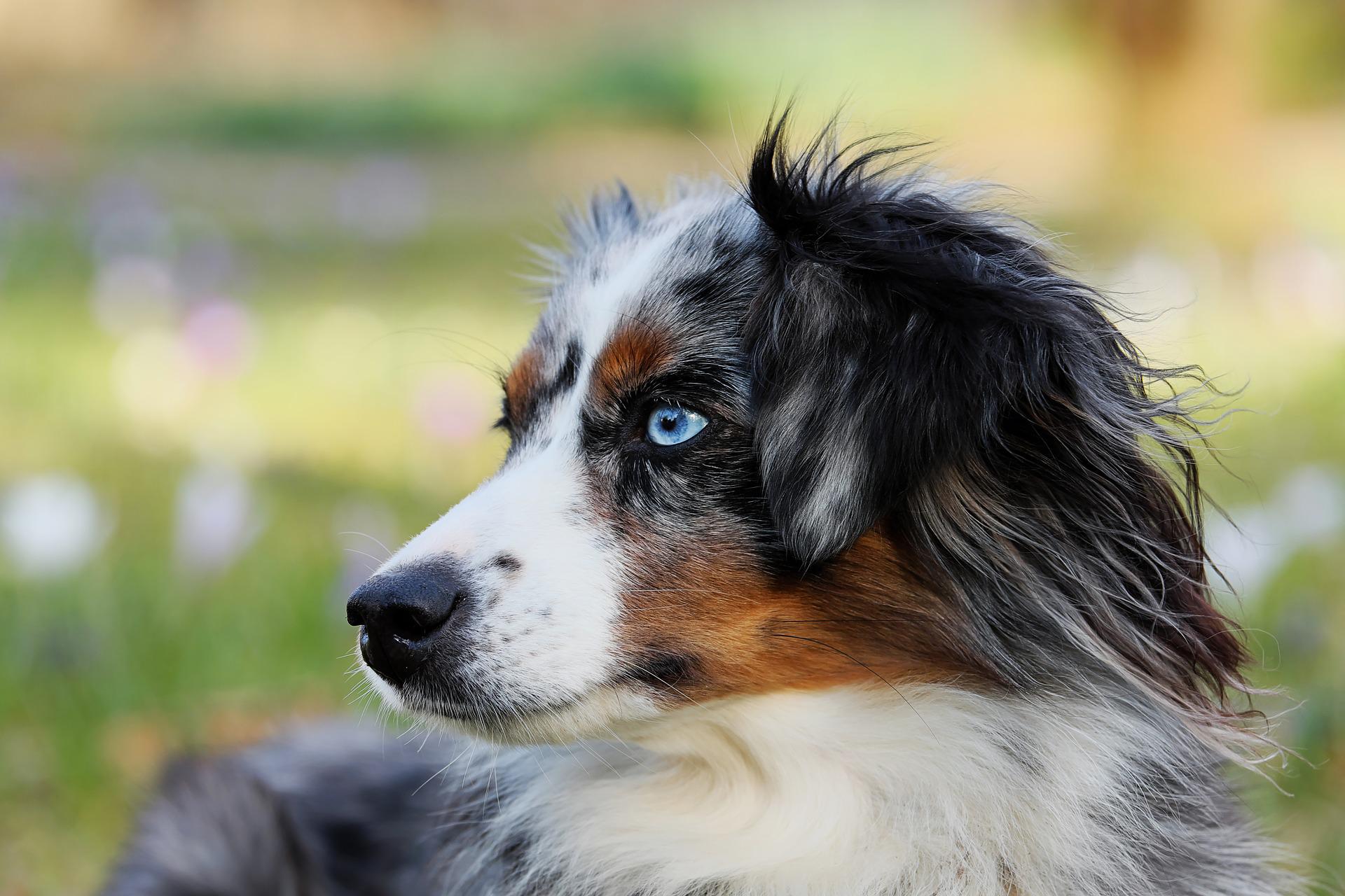 What Dog Breeds Have Blue Eyes What Dog Breeds Have Blue Eyes